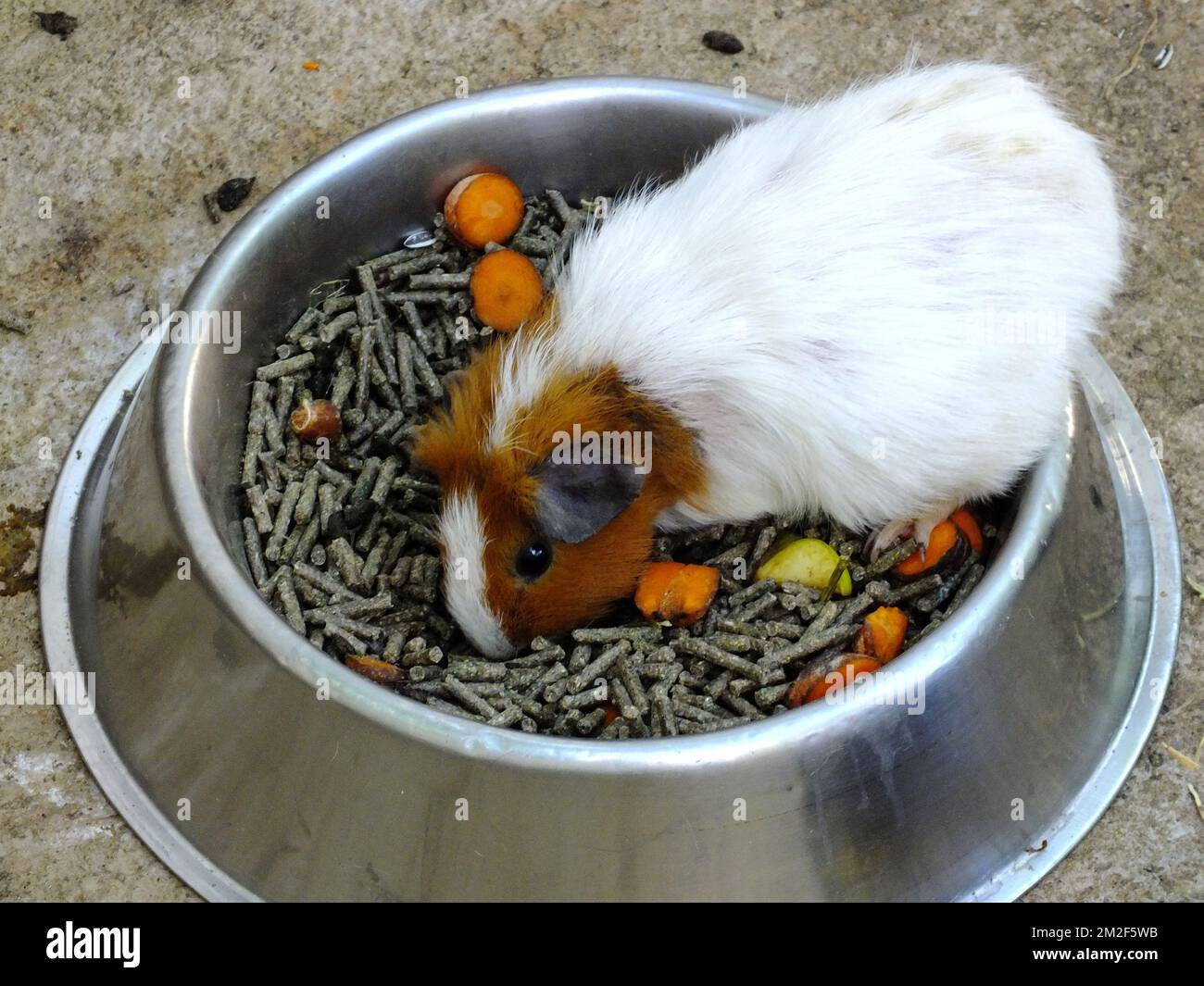 Farm animals | Animaux de la ferme cochon d'inde 13/05/2018 Stock Photo ...