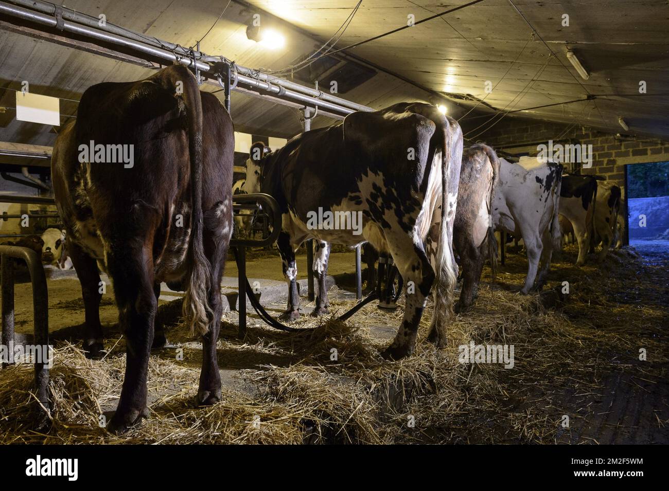 A farmer milks his cows twice a day in his stable. Cows are aligne and ...