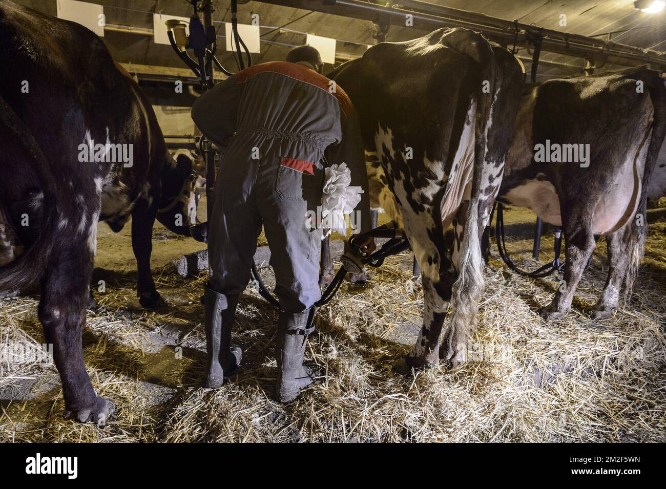 A farmer milks his cows twice a day in his stable. Cows are aligne and ...