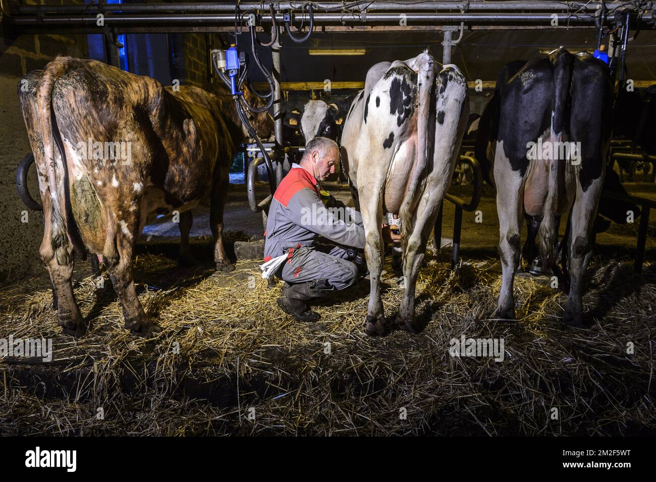 A farmer milks his cows twice a day in his stable. Cows are aligne and ...