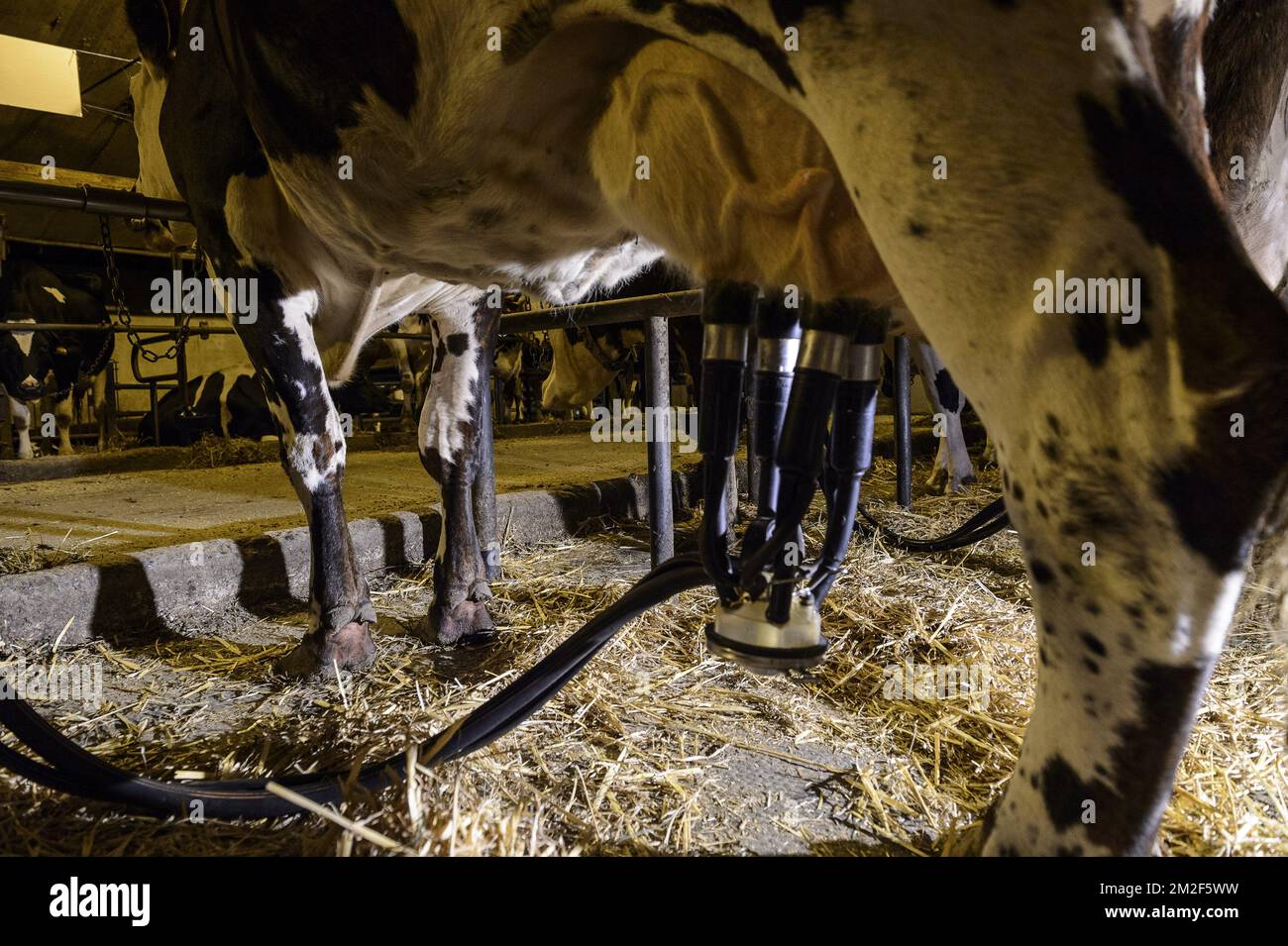 A farmer milks his cows twice a day in his stable. Cows are aligne and ...