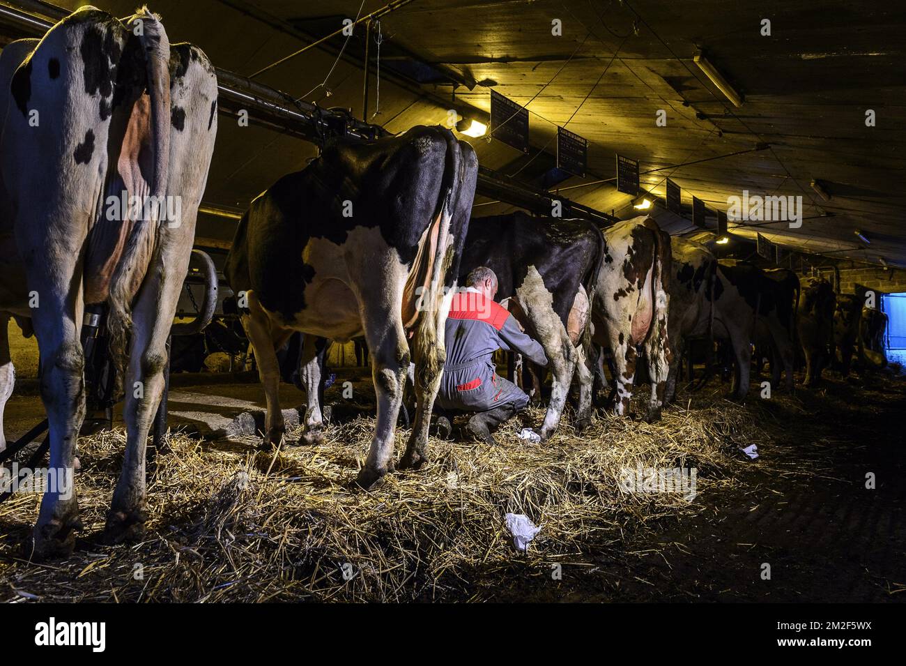 A farmer milks his cows twice a day in his stable. Cows are aligne and ...