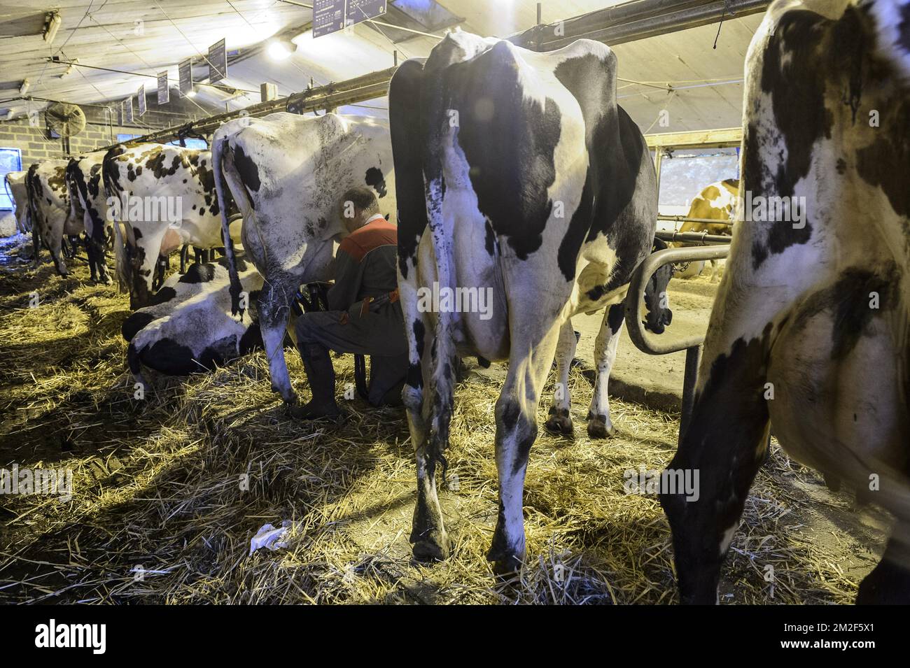 A farmer milks his cows twice a day in his stable. Cows are aligne and ...