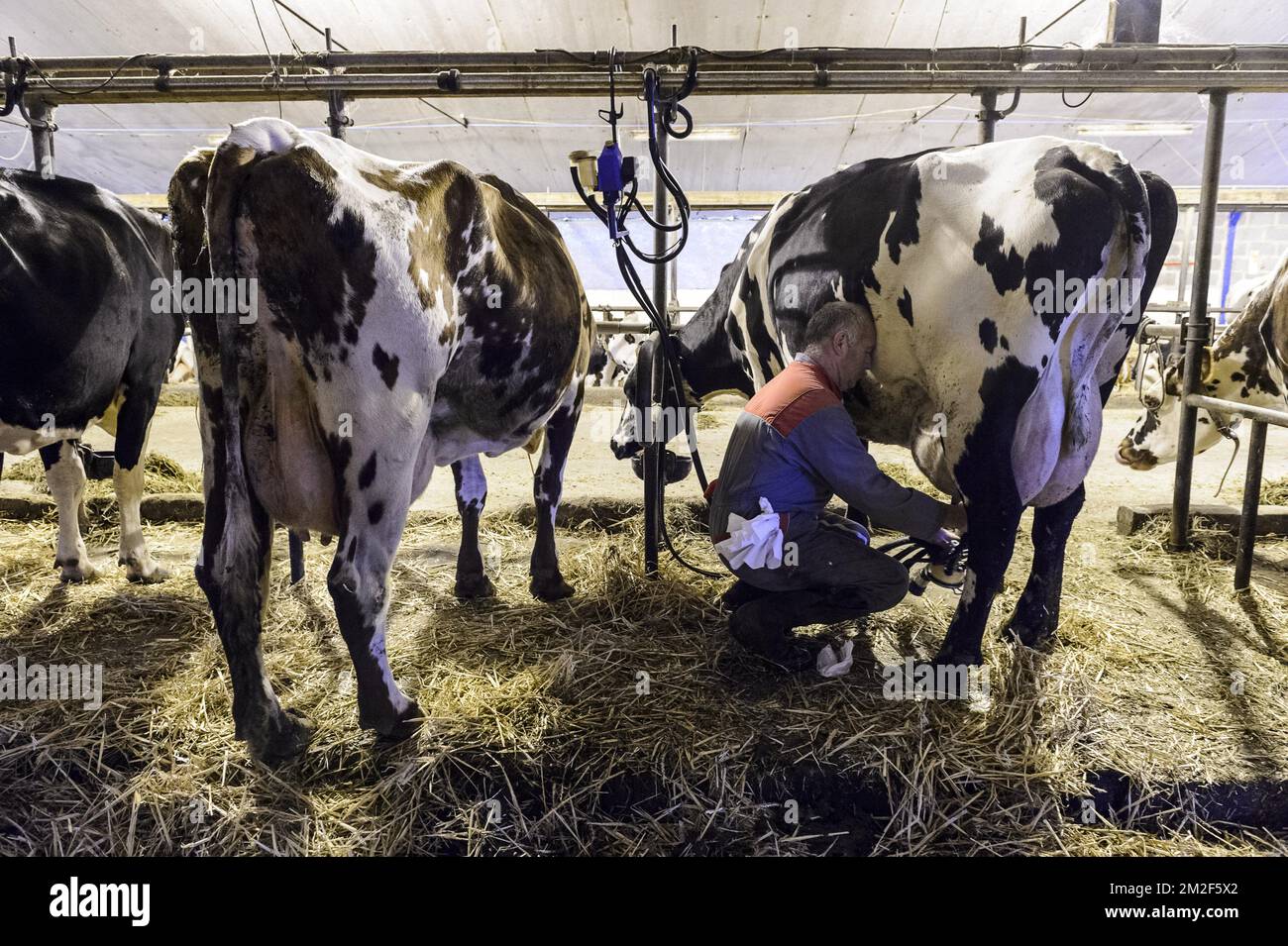 A farmer milks his cows twice a day in his stable. Cows are aligne and ...