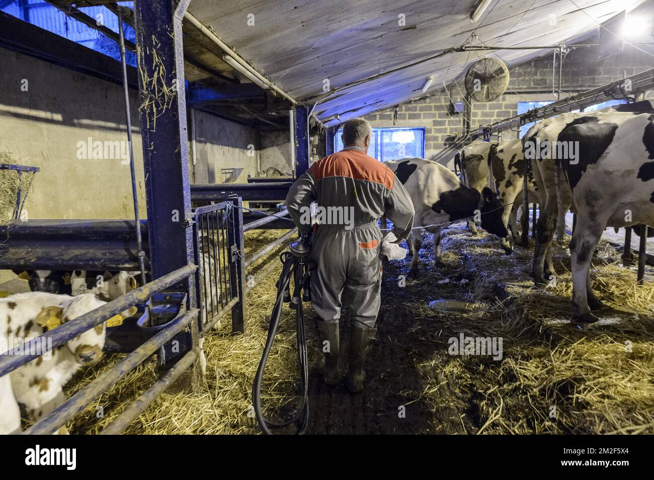 A farmer milks his cows twice a day in his stable. Cows are aligne and ...
