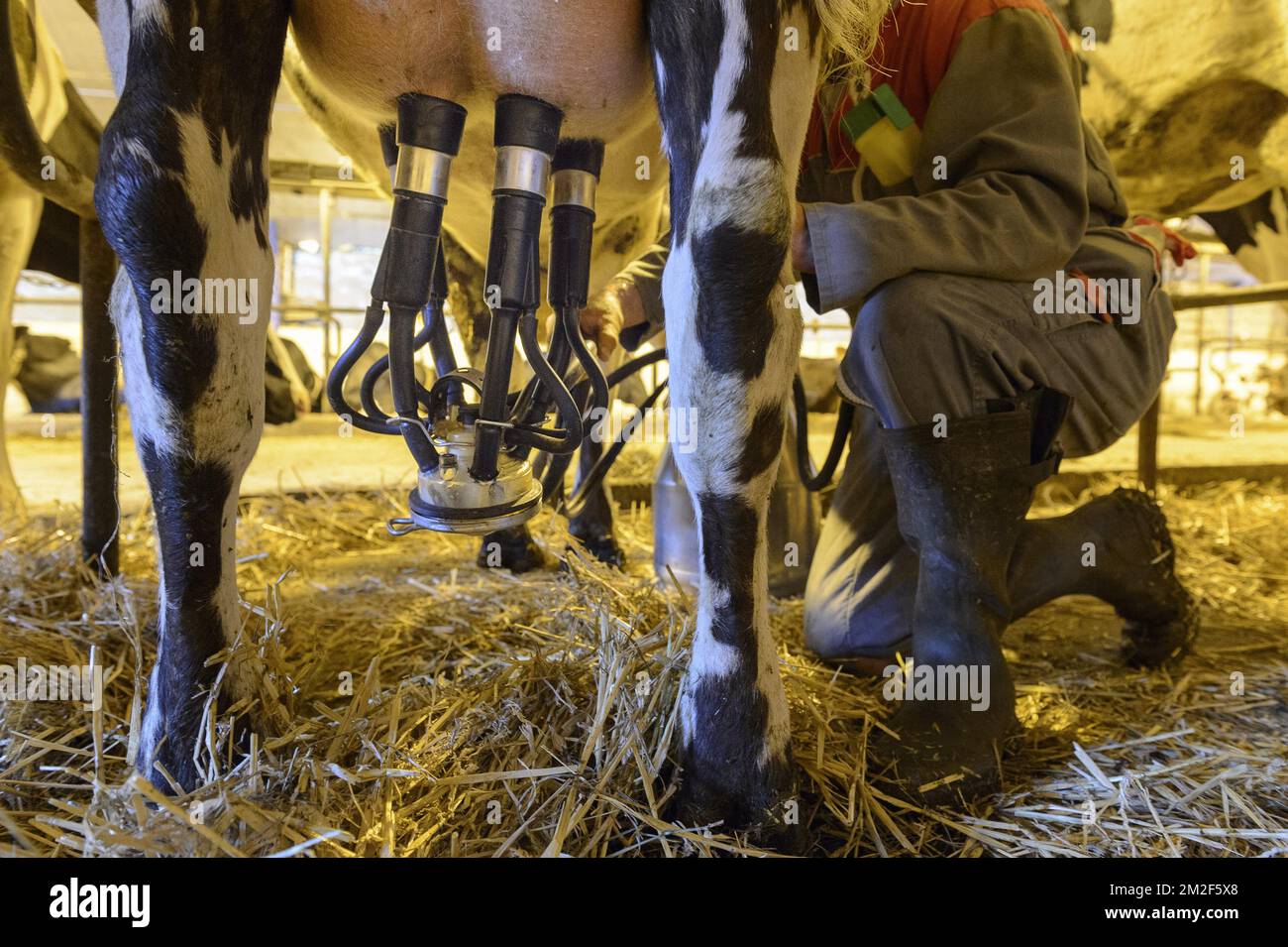 A farmer milks his cows twice a day in his stable. Cows are aligne and ...