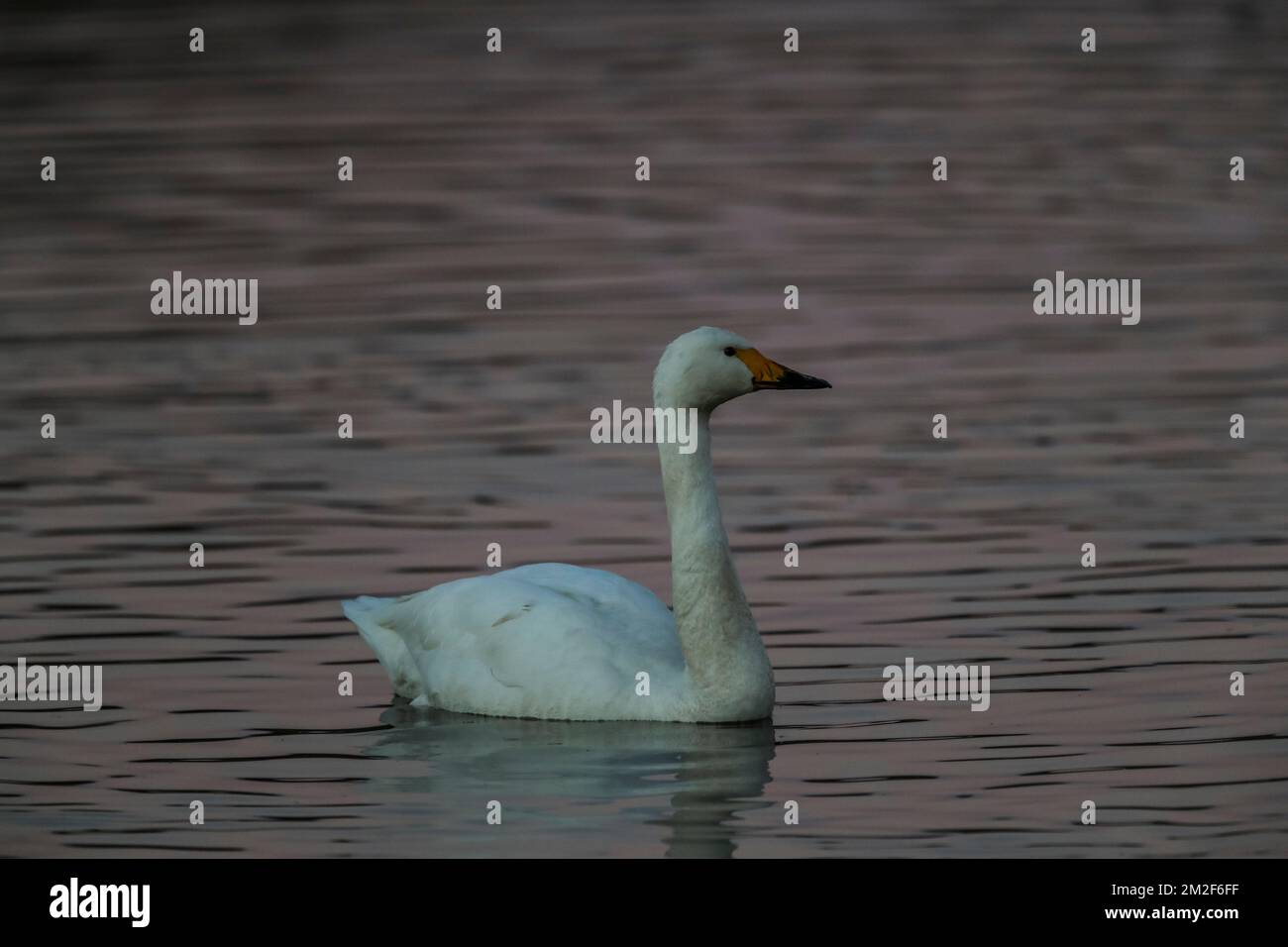Bewick's swan. Winter at Slimbridge, The Wildfowl and Wetlands Trust ...
