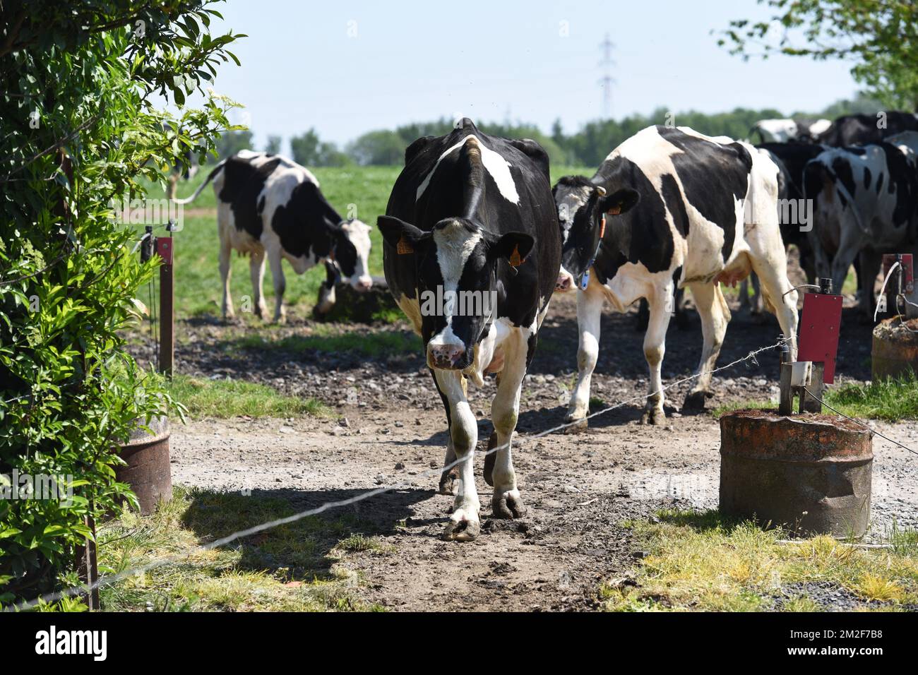 Cattle | Bétail 08/05/2016 Stock Photo - Alamy