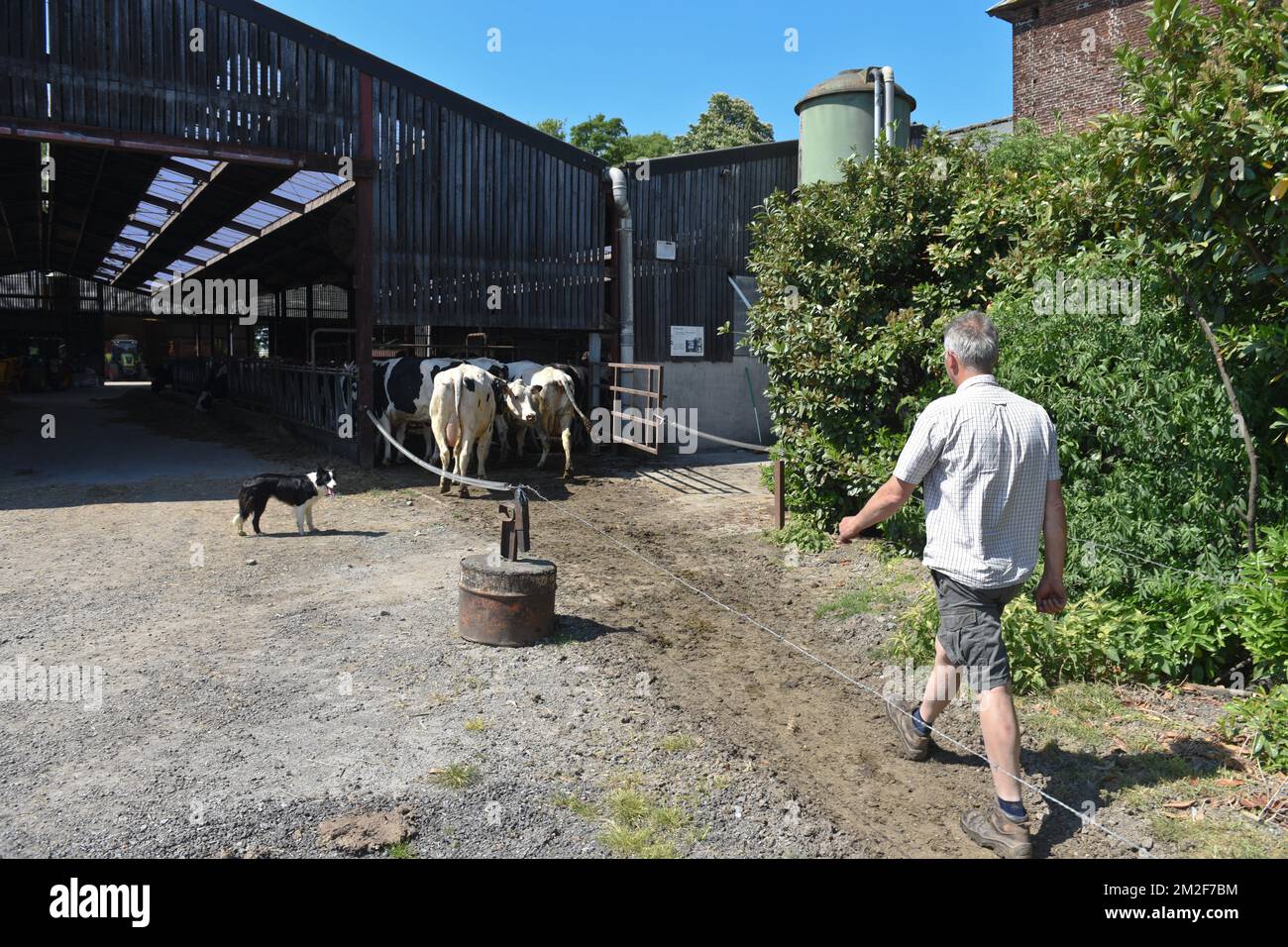 Cattle | Bétail 08/05/2016 Stock Photo - Alamy