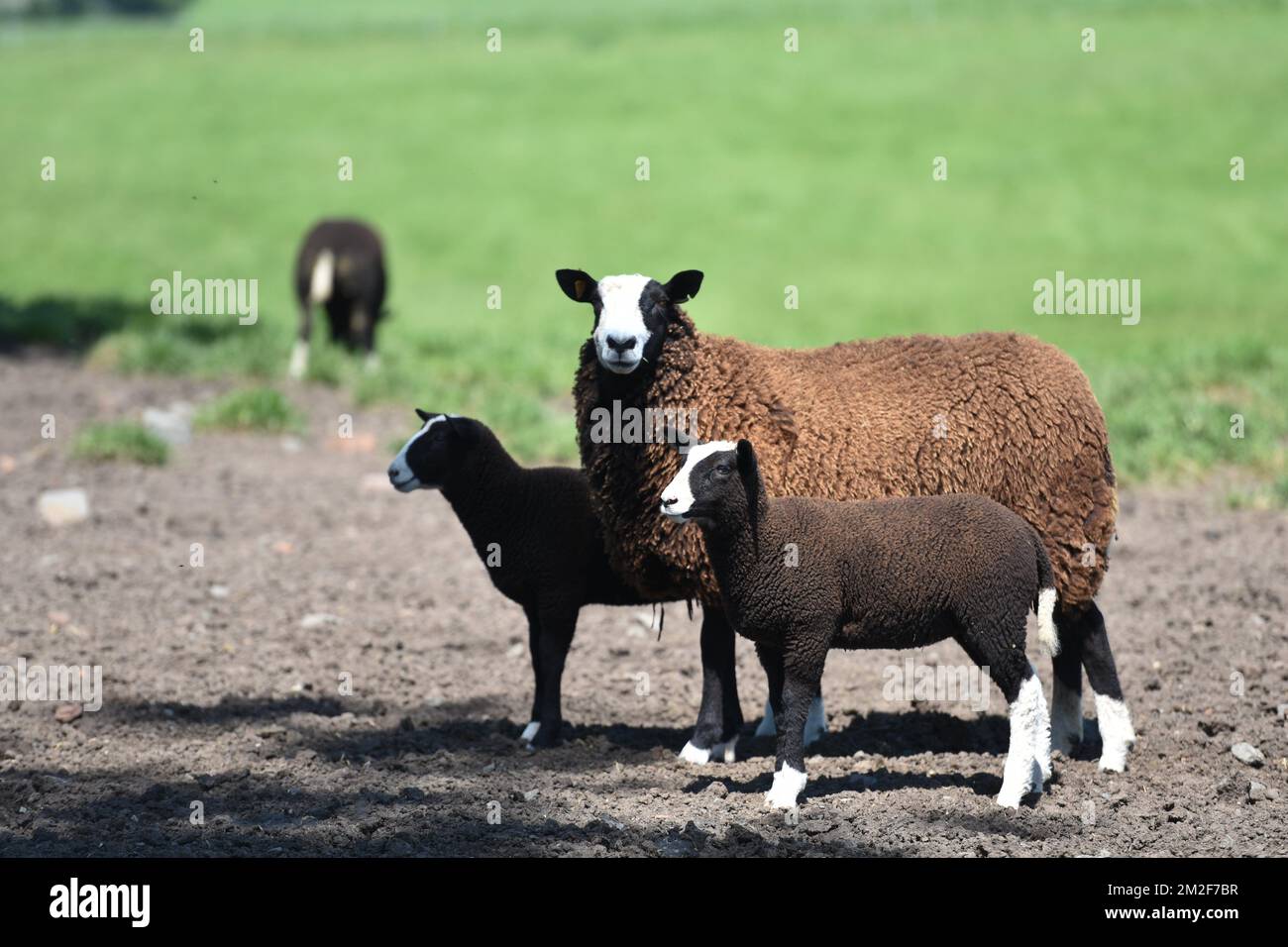 Animaux moutons hi-res stock photography and images - Alamy