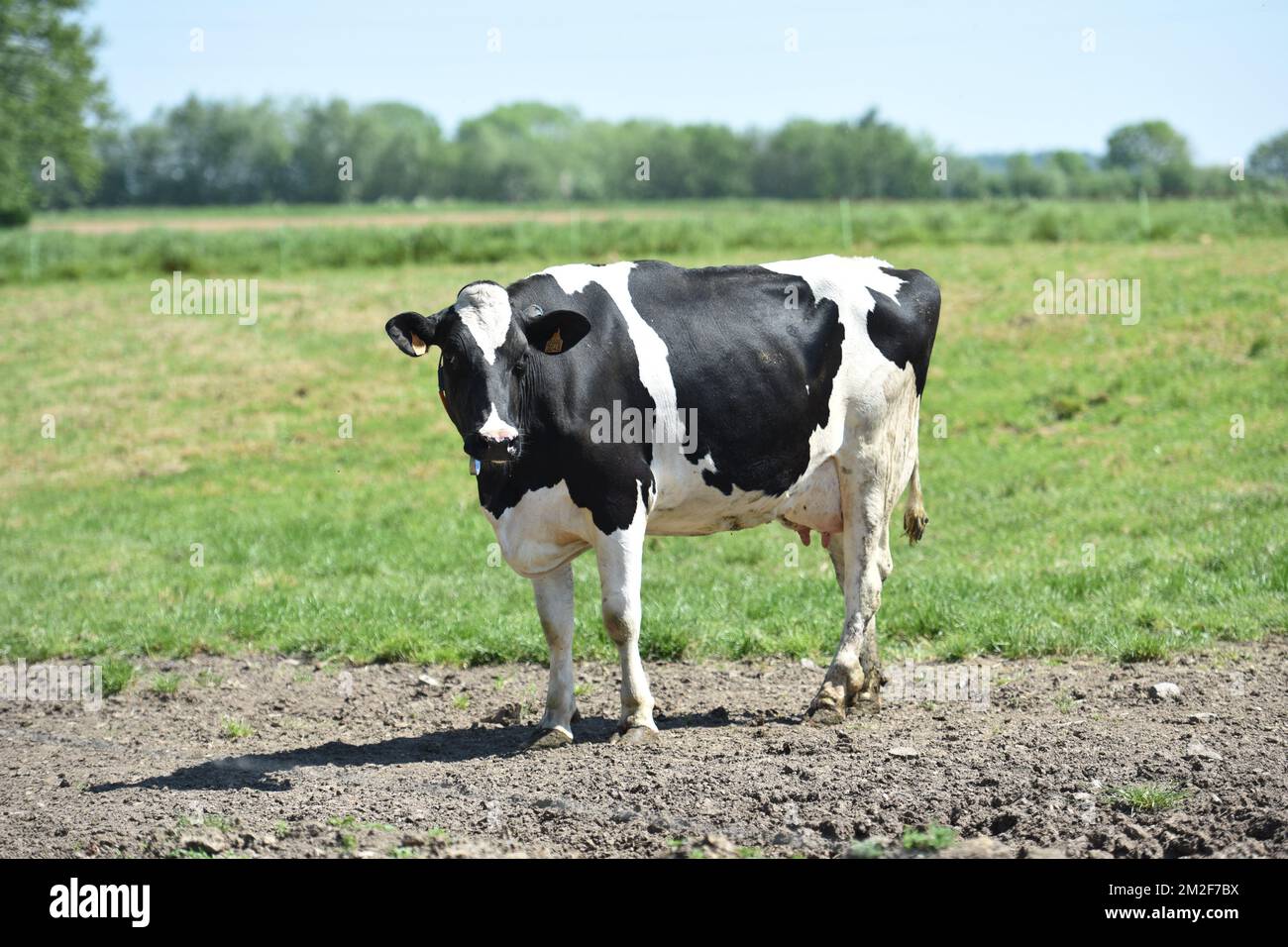Cattle | Bétail 08/05/2016 Stock Photo - Alamy