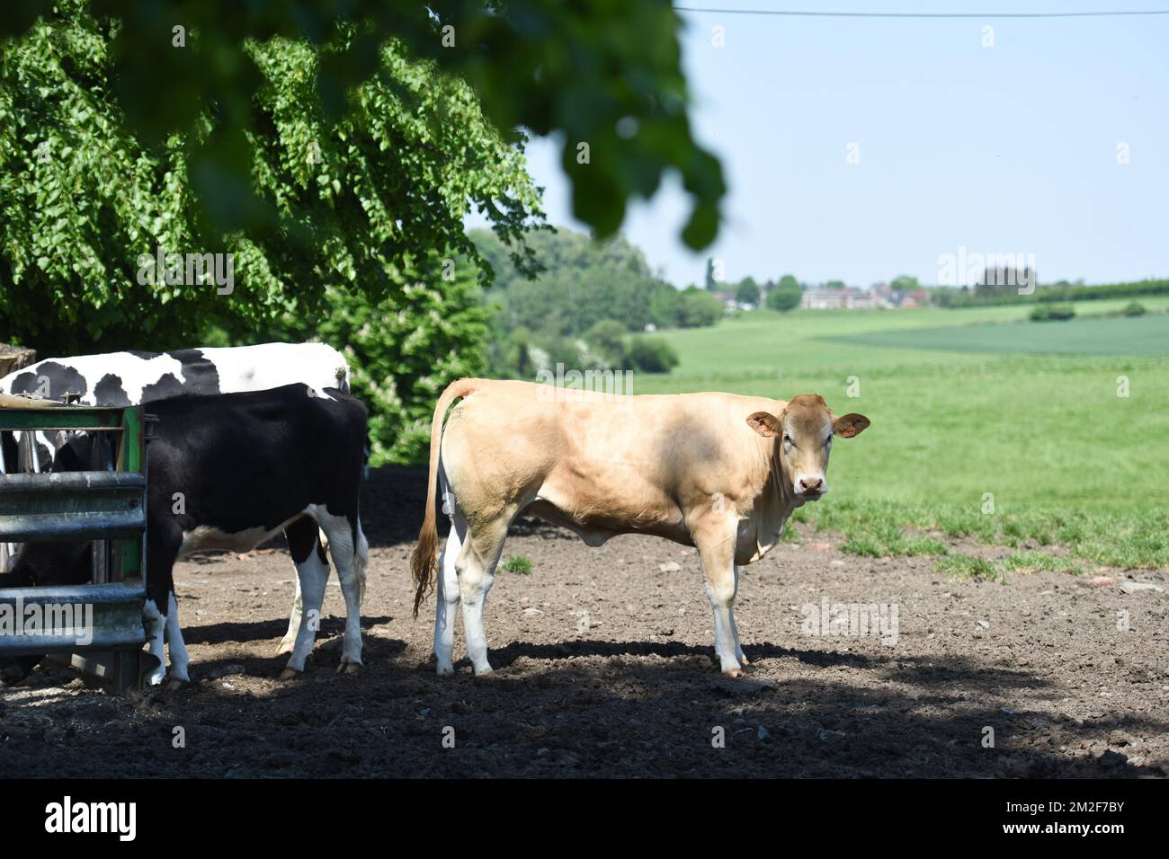 Cattle | Bétail 08/05/2016 Stock Photo - Alamy