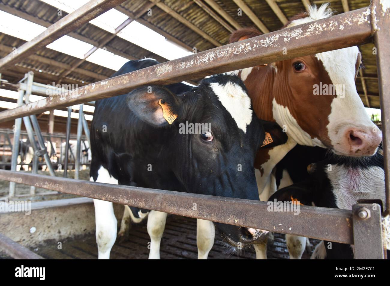 Cattle | Bétail 08/05/2016 Stock Photo - Alamy