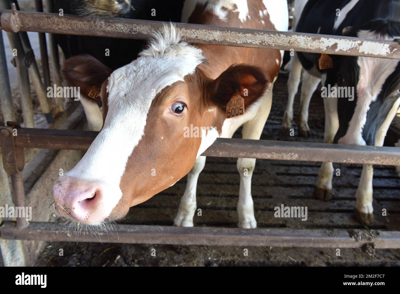 Cattle | Bétail 08/05/2016 Stock Photo - Alamy