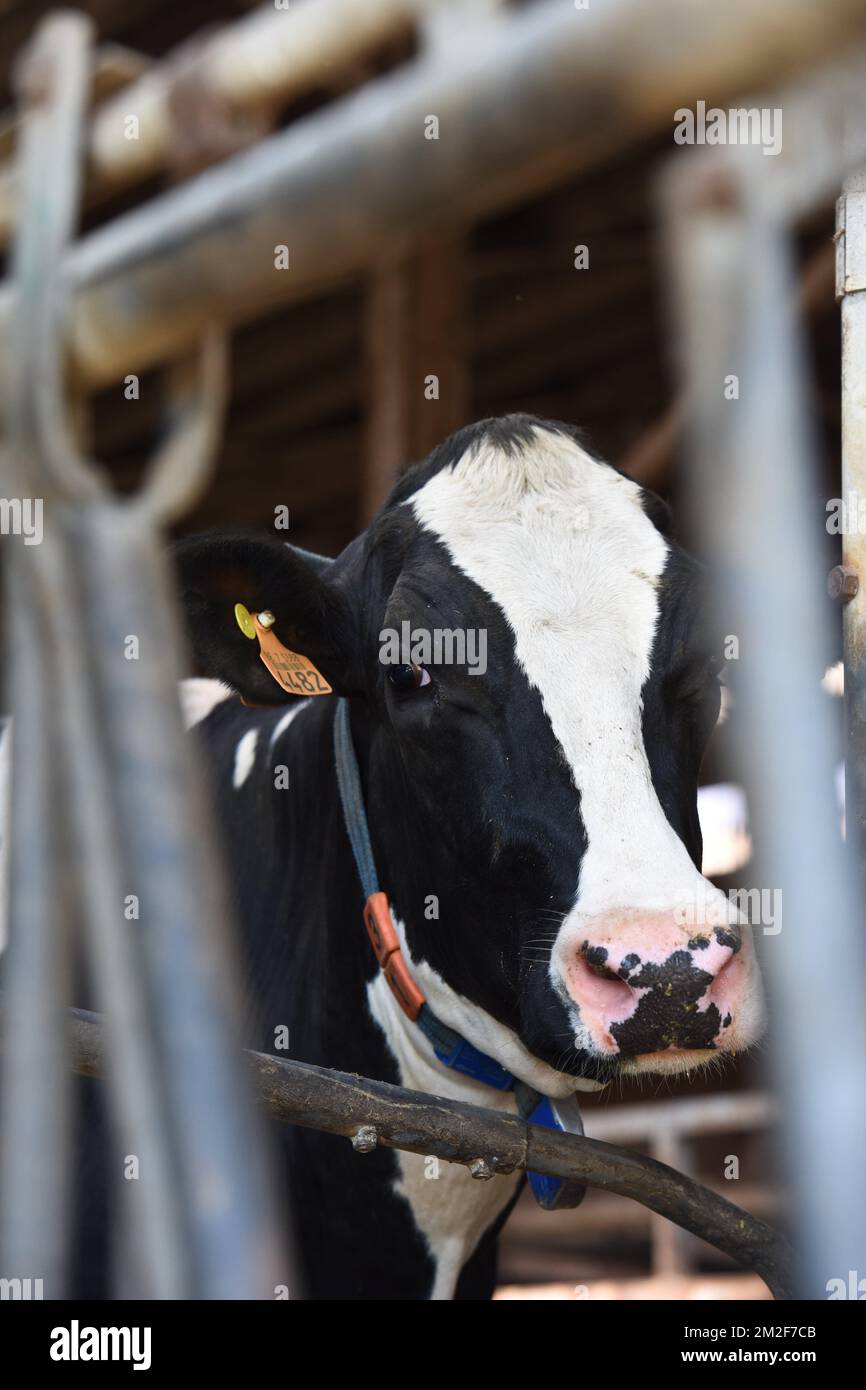 Cattle | Bétail 08/05/2016 Stock Photo - Alamy