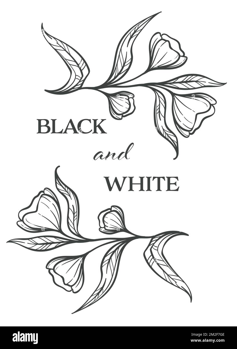 Black and white flowers, flora monochrome sketch outline Stock Vector ...