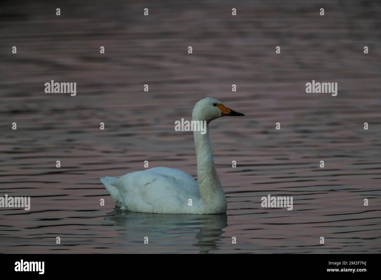 Bewick's swan. Winter at Slimbridge, The Wildfowl and Wetlands Trust ...