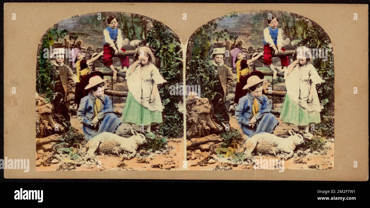 The dead lamb , Children, Grief, Sadness, Sheep Stock Photo - Alamy