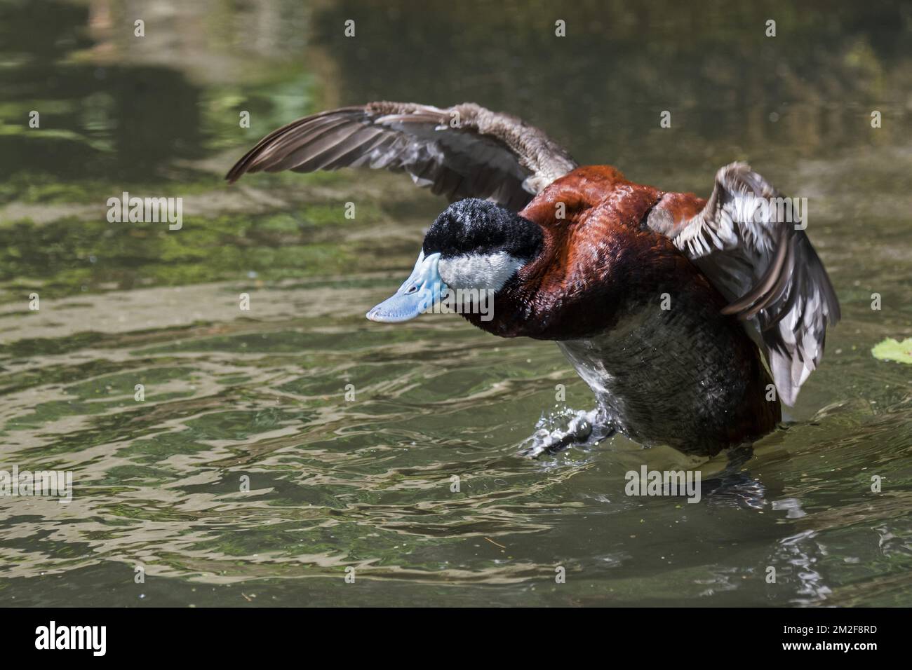 Stiff tailed duck hi-res stock photography and images - Alamy