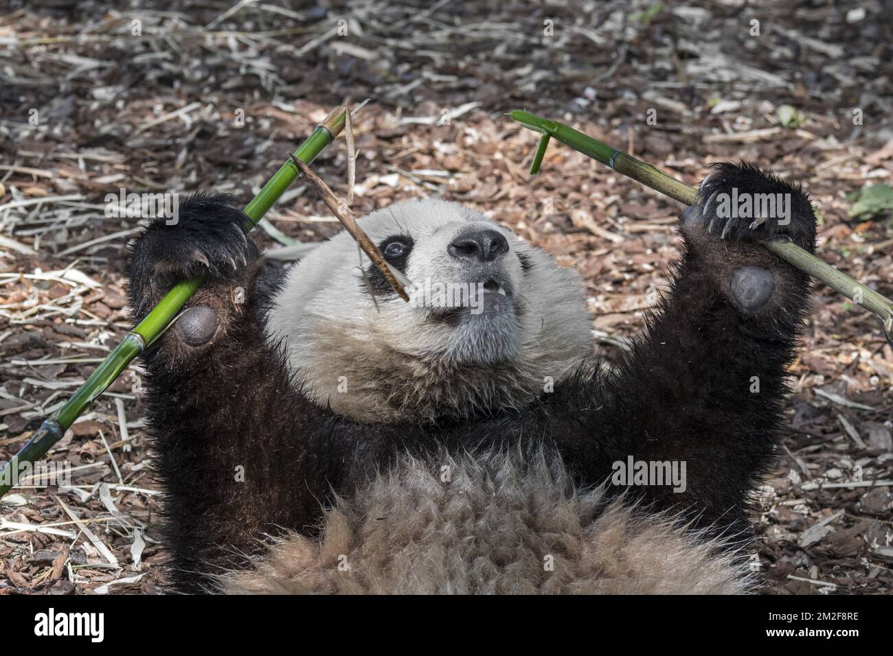 Animaux mangeant du bambou hi-res stock photography and images - Alamy