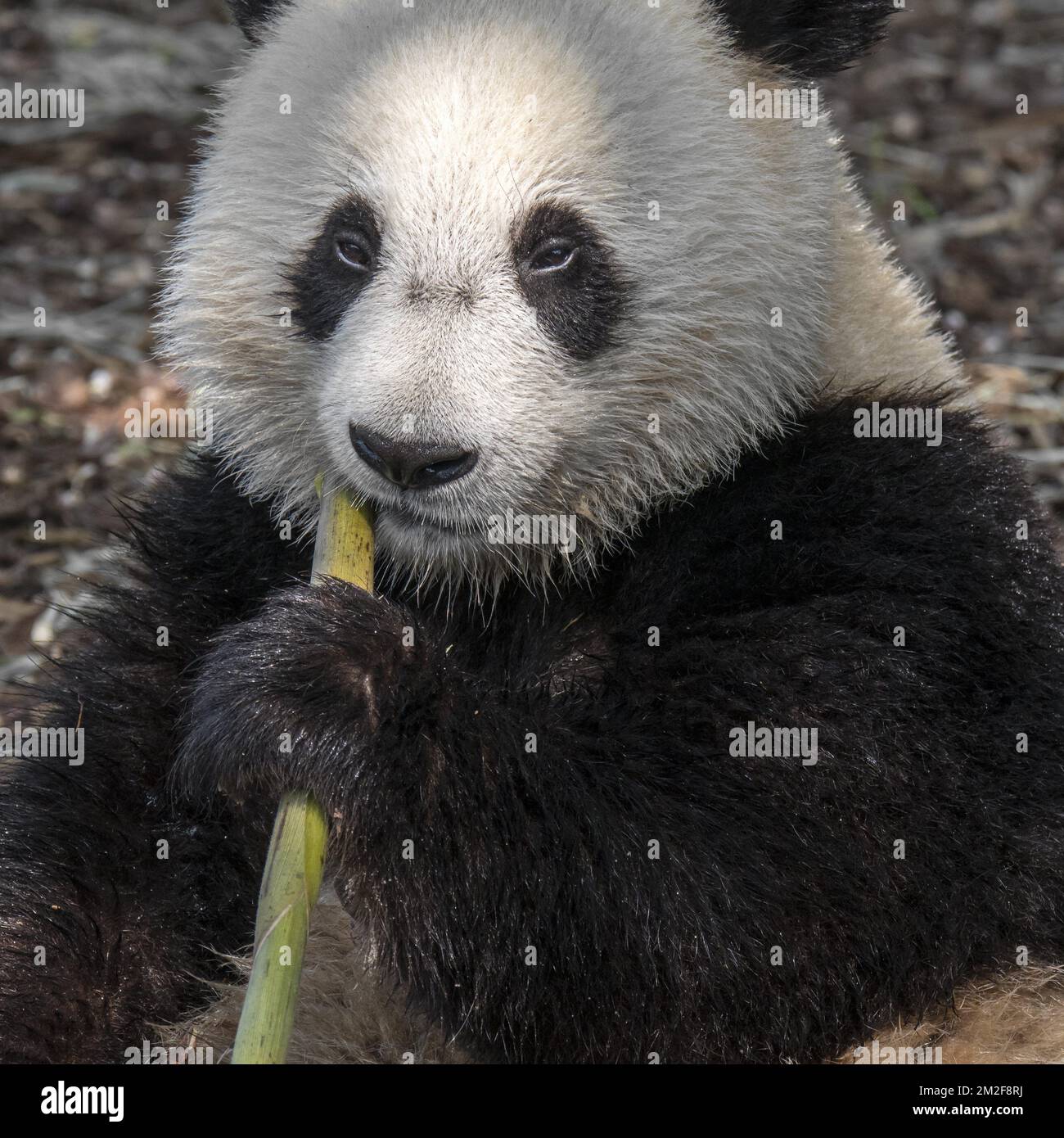 Young two year old giant panda (Ailuropoda melanoleuca) cub eating ...