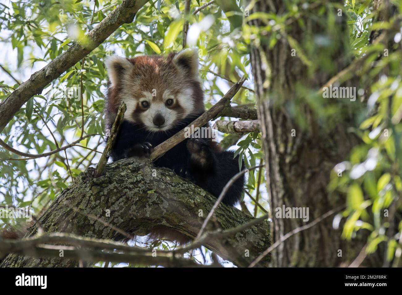 Curious red panda / lesser panda (Ailurus fulgens) looking down from ...