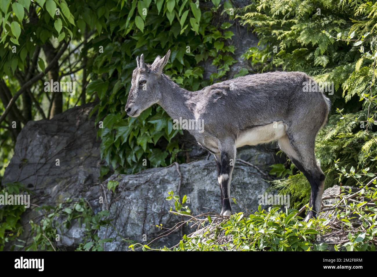 Bharal / Himalayan blue sheep / naur (Pseudois nayaur) female, native ...