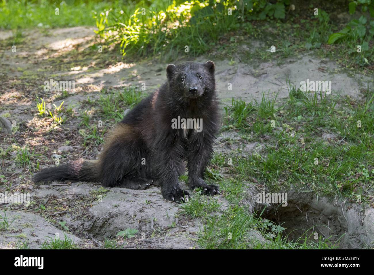 Wolverine (Gulo gulo) sitting near entrance of burrow | Glouton ...