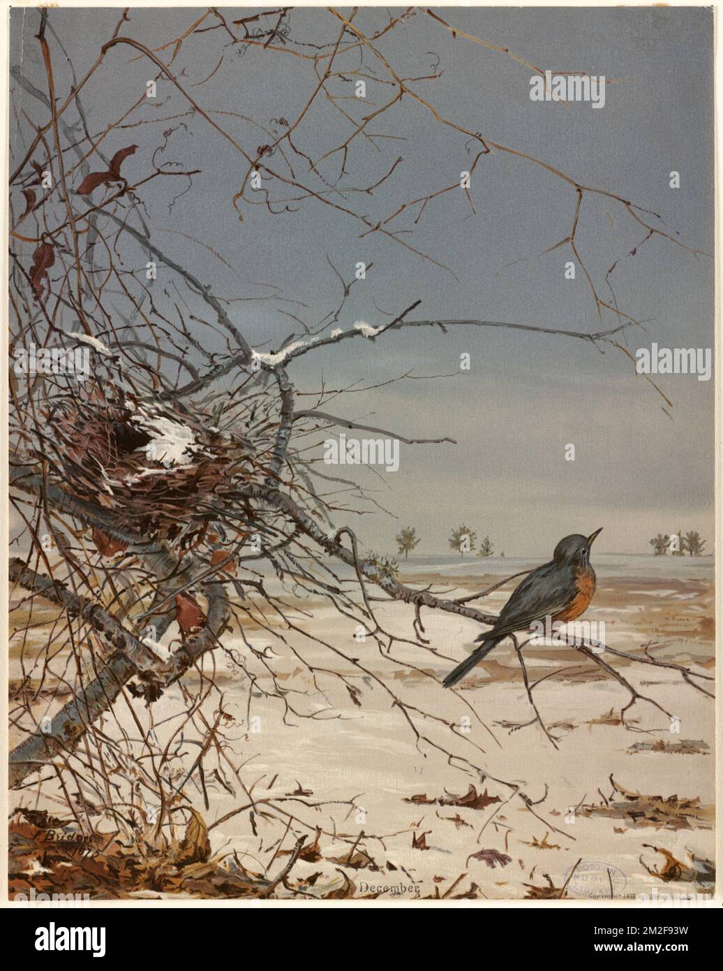 December , Snow, Birds, Nests. Louis Prang & Company Collection Stock ...