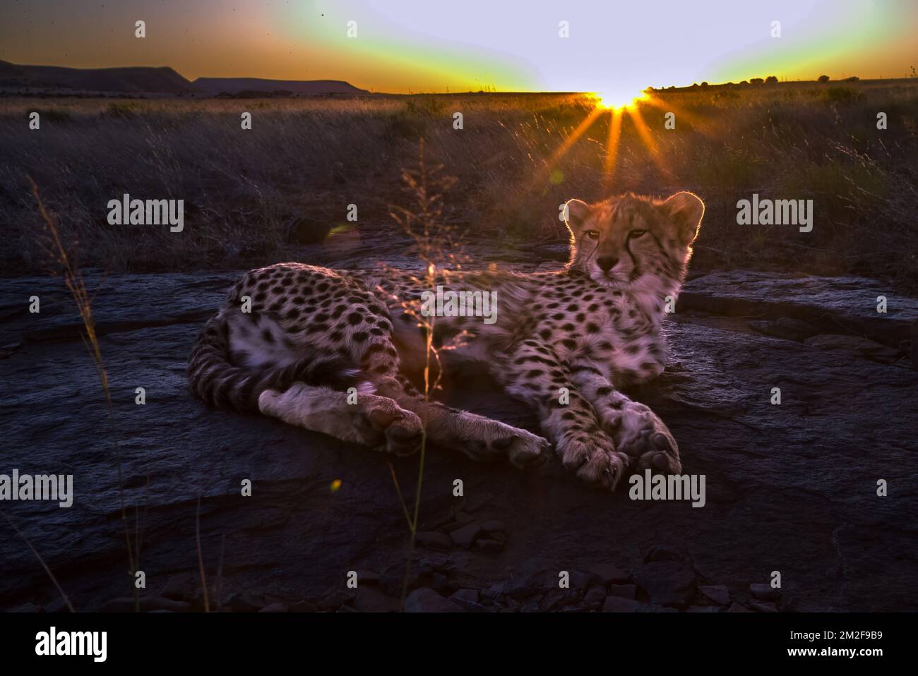 Cheetah cub playing in the bush, photographed on a safari in South ...