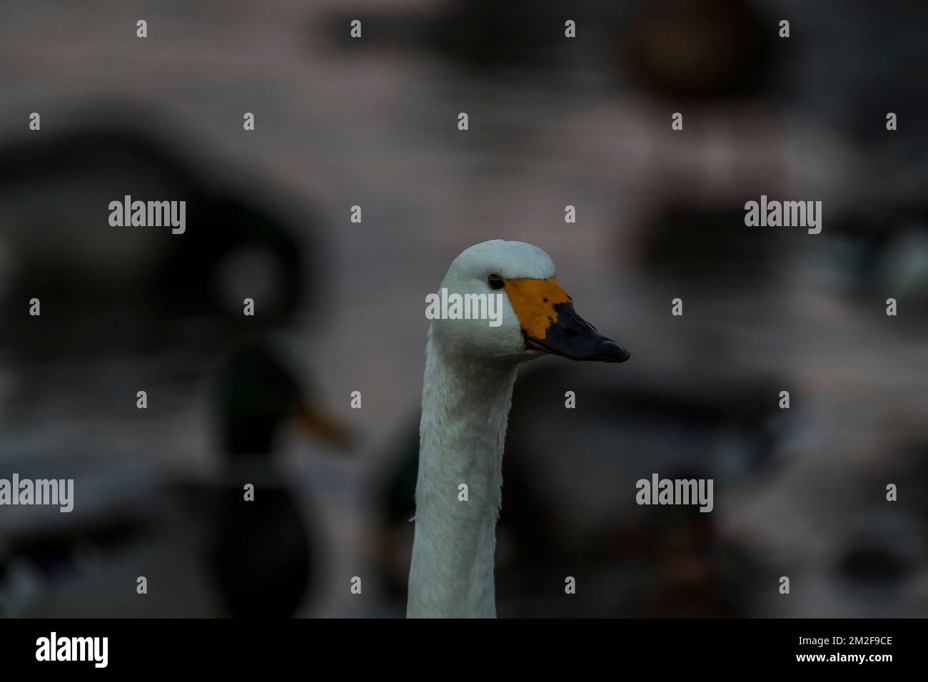 Bewick's swan. Winter at Slimbridge, The Wildfowl and Wetlands Trust ...