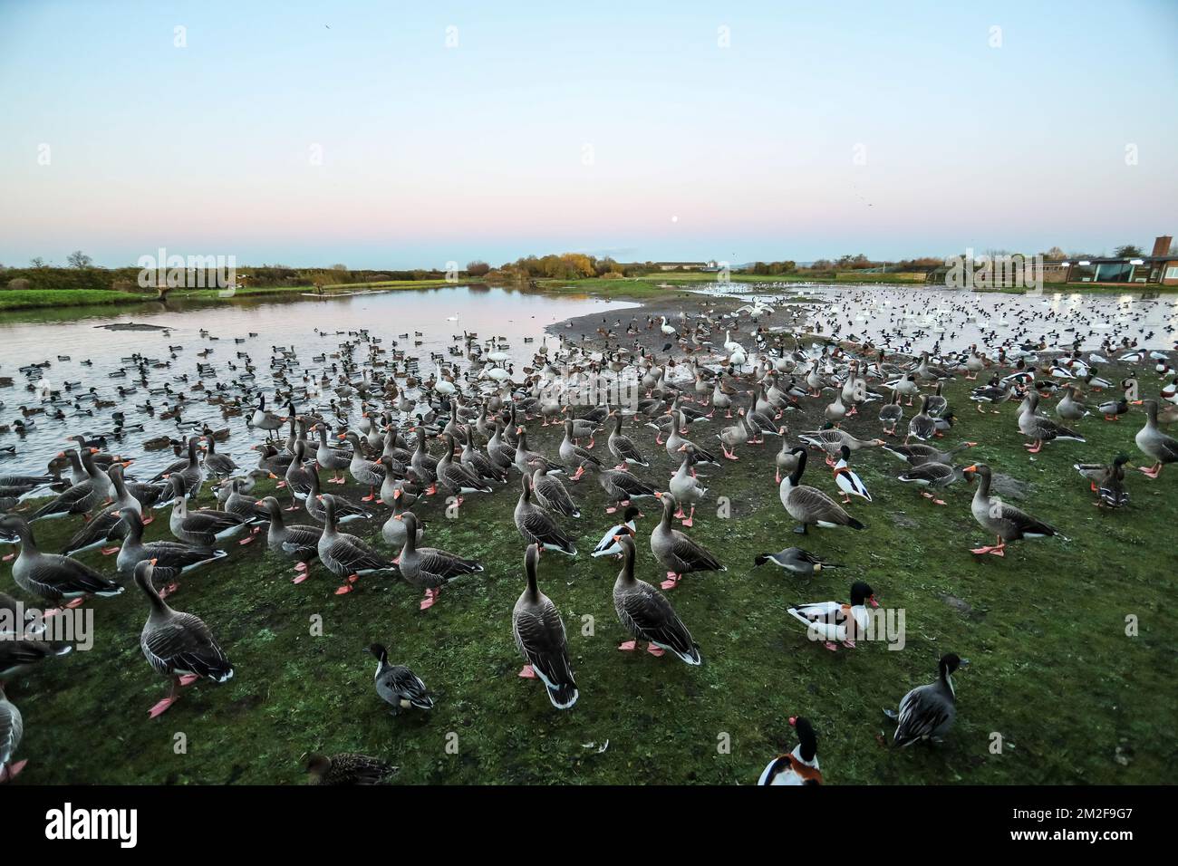 Twilight feed. Winter at Slimbridge, The Wildfowl and Wetlands Trust ...