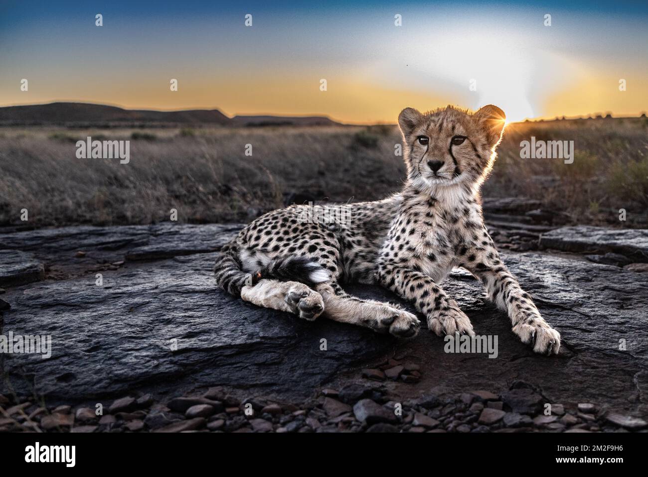 Cheetah cub playing in the bush, photographed on a safari in South ...