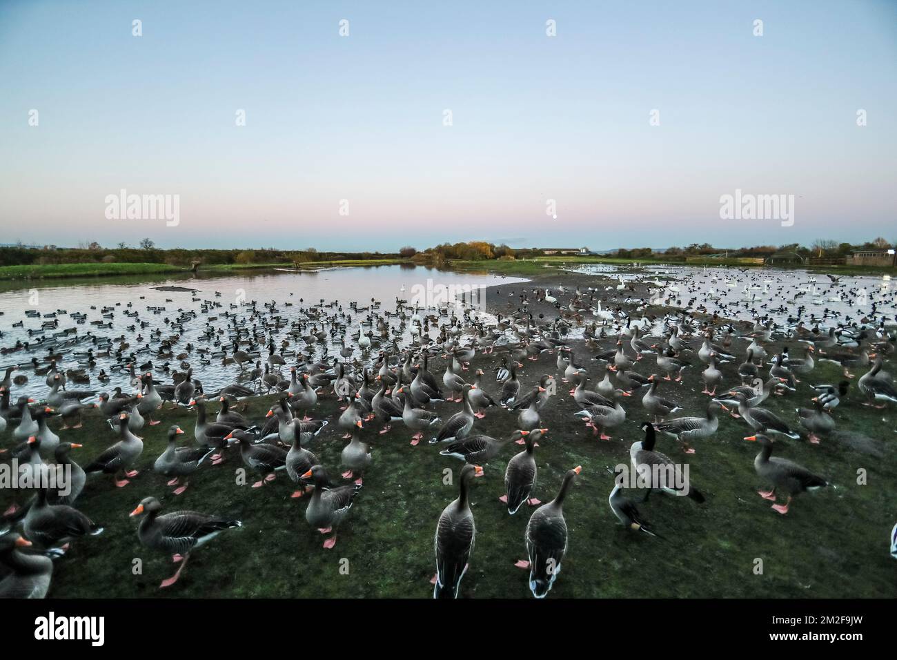 Twilight feed. Winter at Slimbridge, The Wildfowl and Wetlands Trust ...