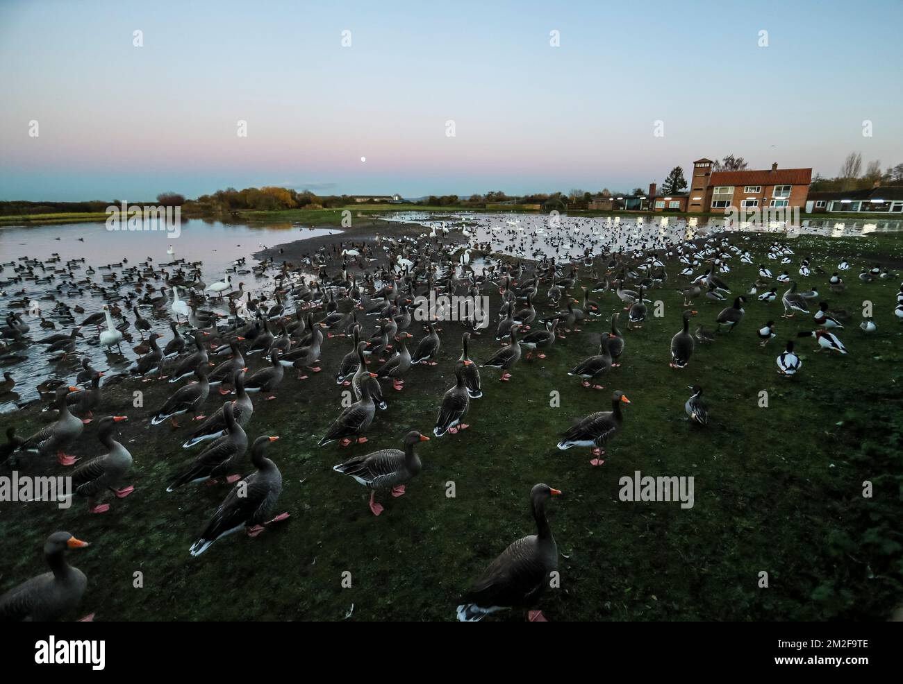 Twilight feed. Winter at Slimbridge, The Wildfowl and Wetlands Trust ...