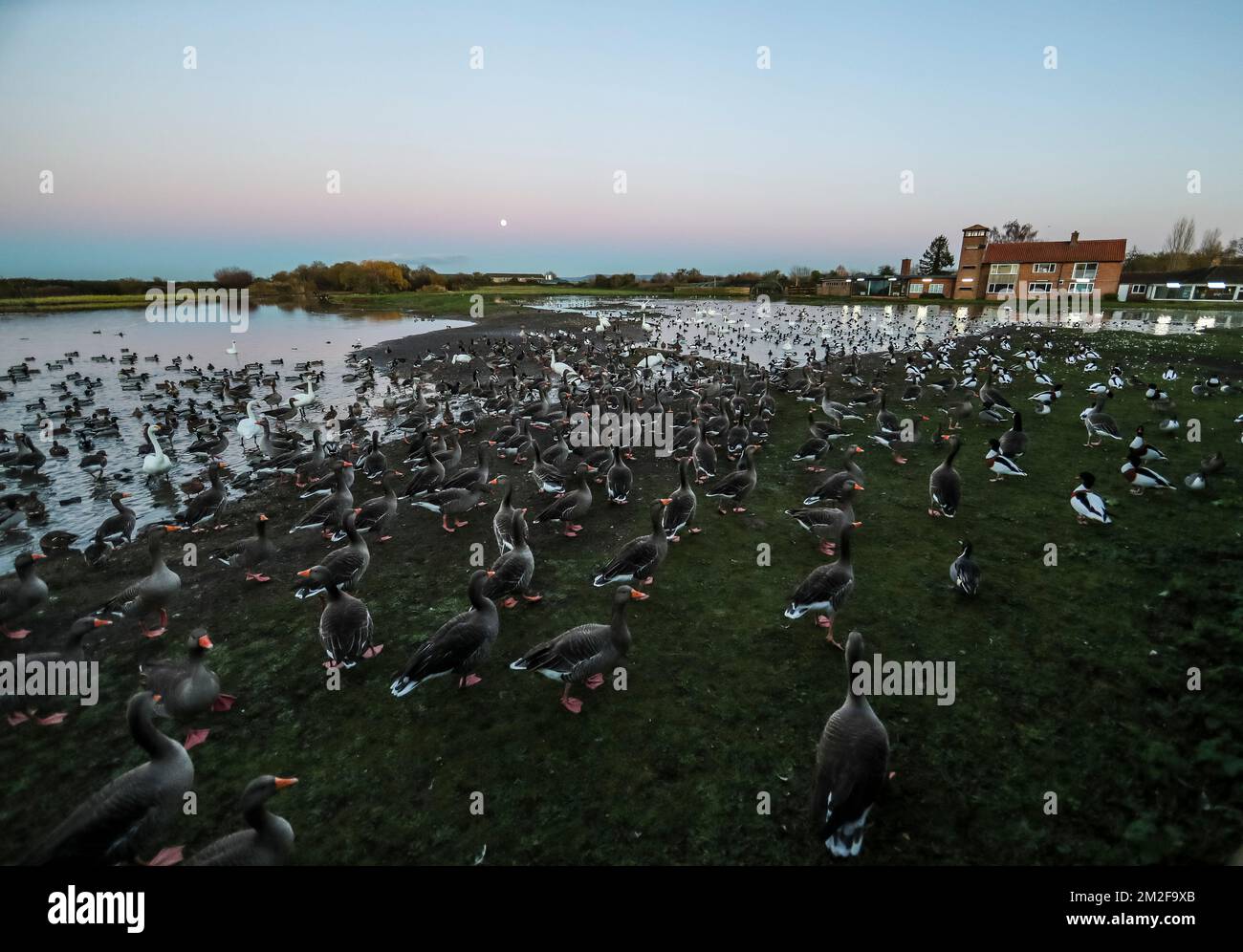 Twilight feed. Winter at Slimbridge, The Wildfowl and Wetlands Trust ...