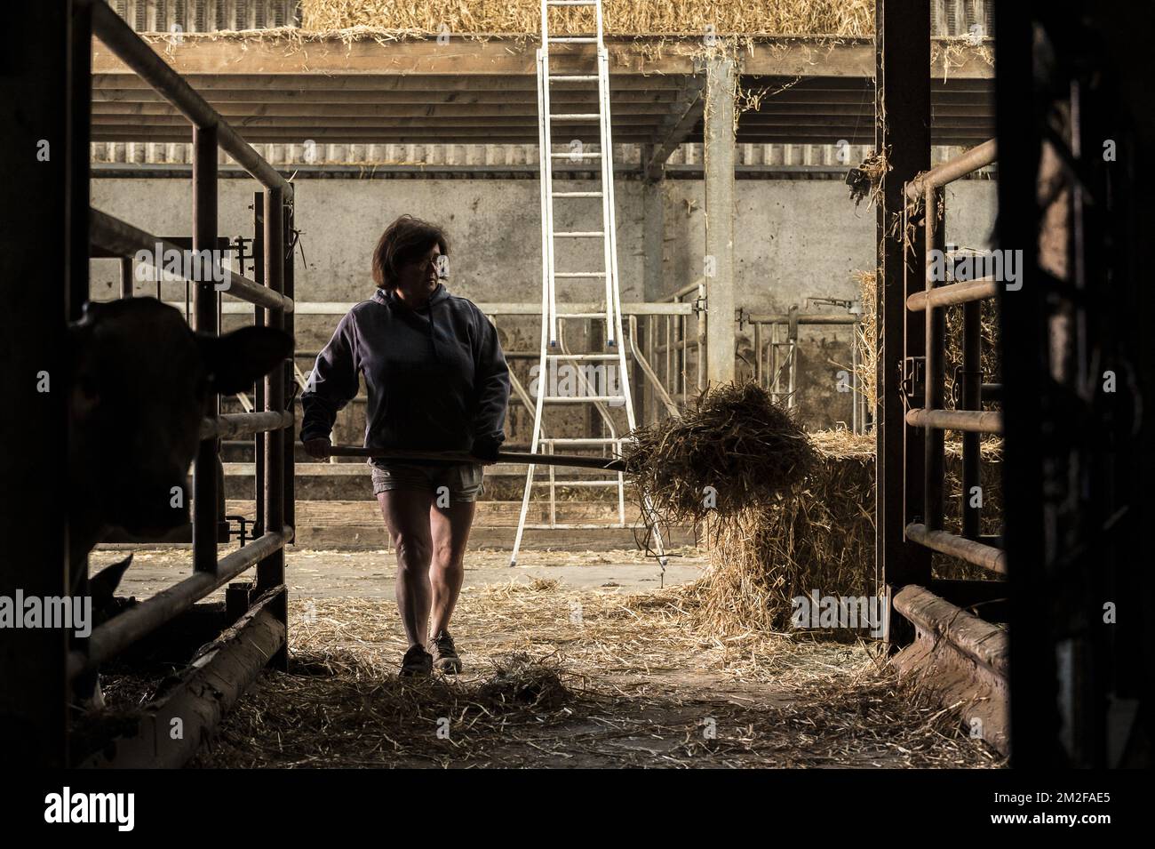 Women working in the farm - cleaning the stable and putting hay for the ...
