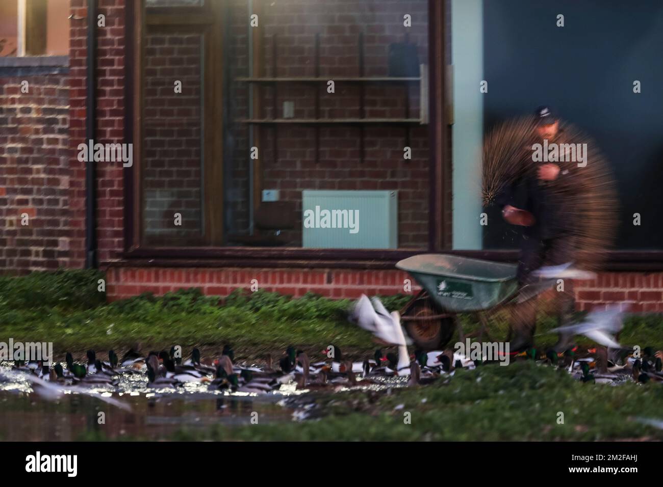 Swan feed. Winter at Slimbridge, The Wildfowl and Wetlands Trust bird ...