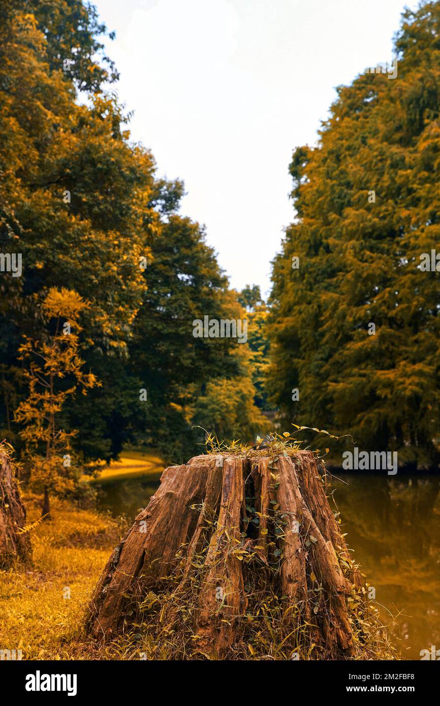 An old tree with big roots covered with moss Stock Photo - Alamy