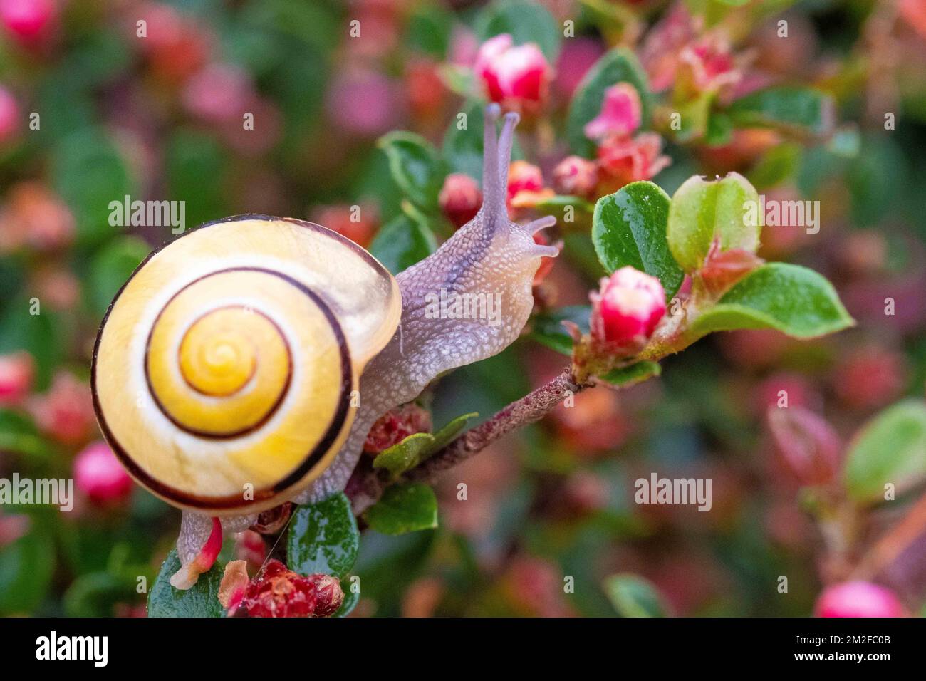 Mollusque gastéropode hi-res stock photography and images - Alamy