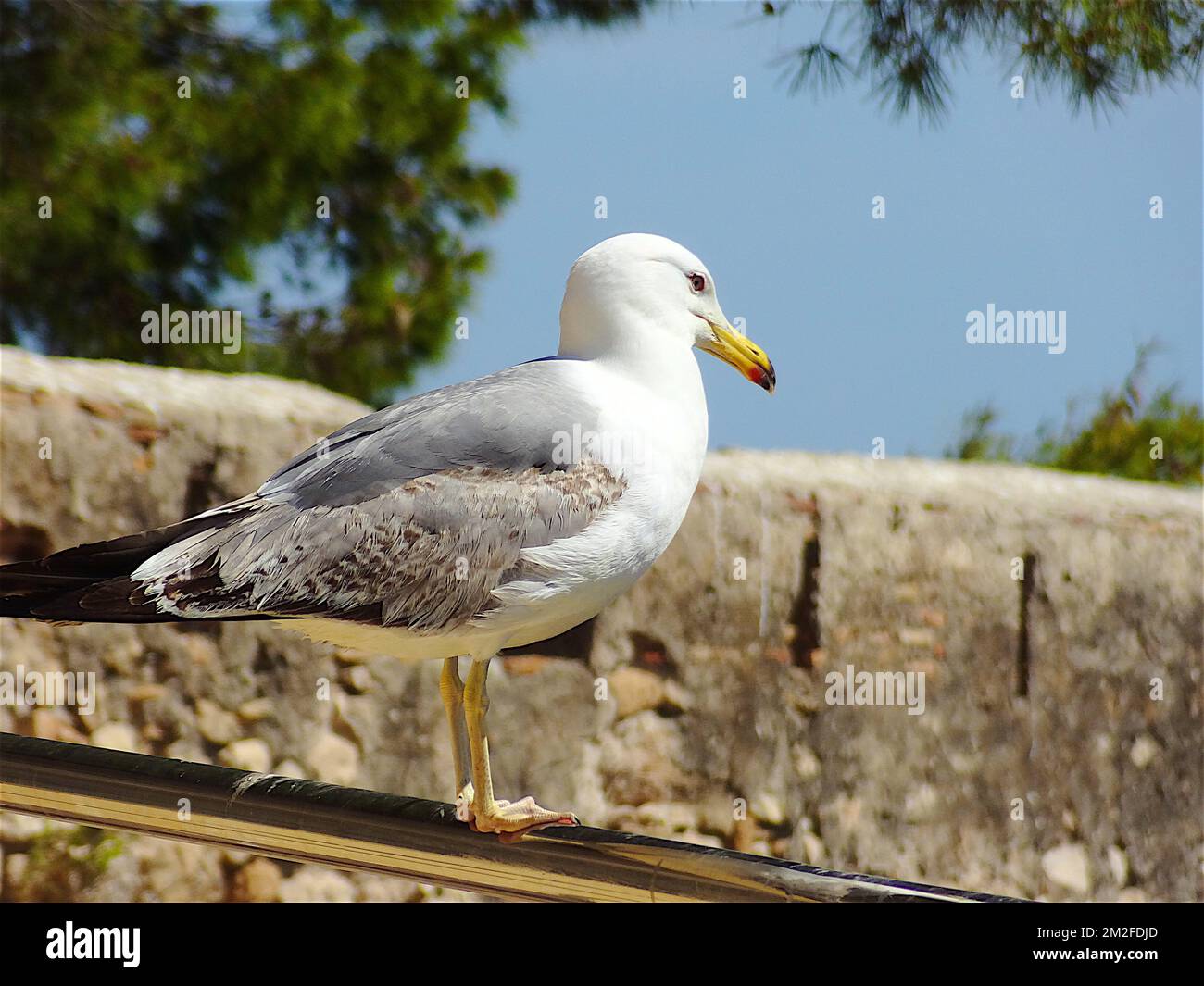Oiseau oiseaux mouette mouettes hi-res stock photography and images - Alamy