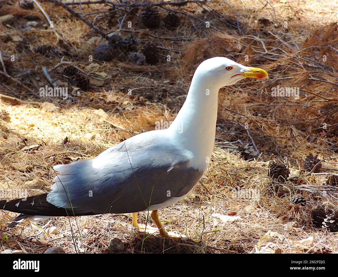 Oiseau oiseaux mouette mouettes mouette mouette hi-res stock ...