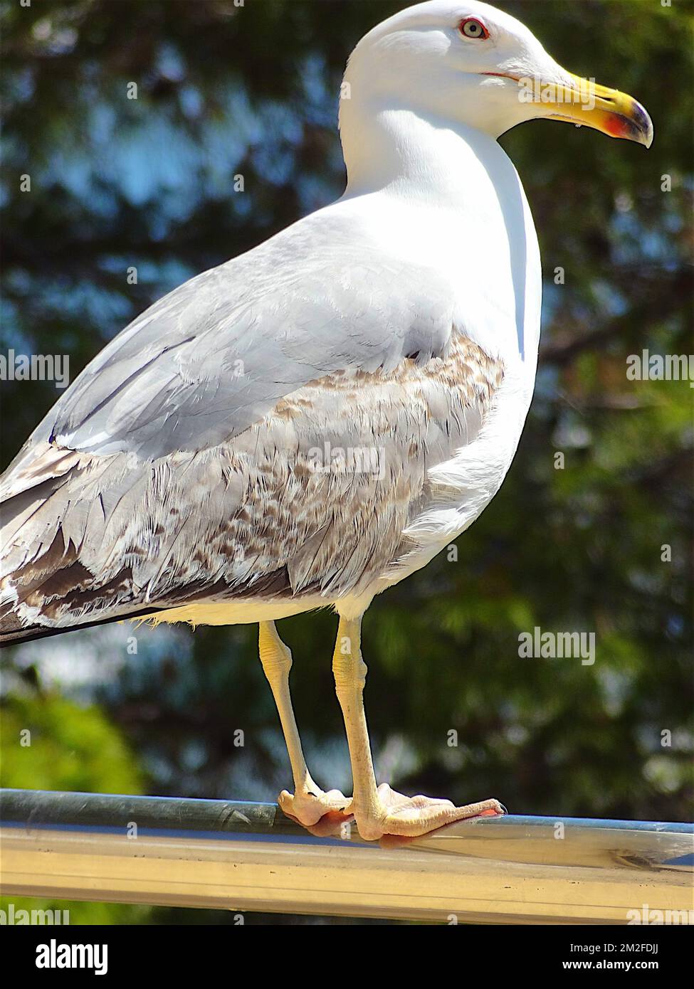 Oiseau oiseaux mouette mouettes mouette mouette hi-res stock ...