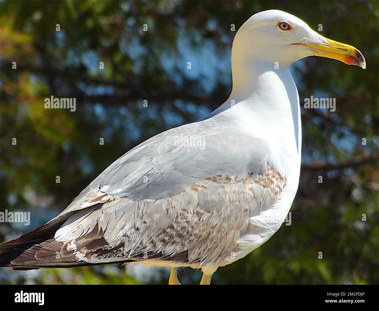 Oiseau oiseaux mouette mouettes hi-res stock photography and images - Alamy