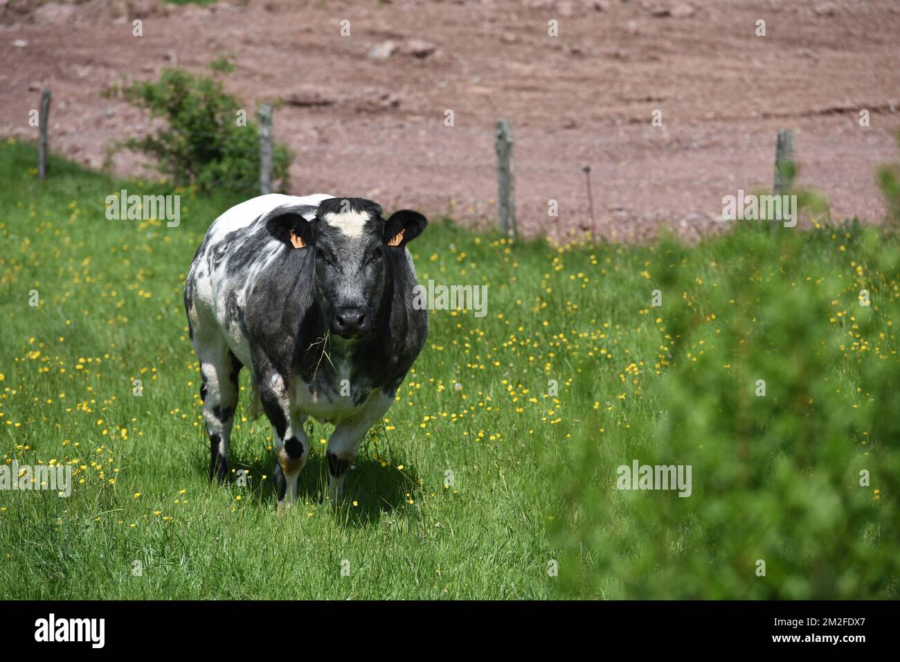 Cow | Vaches 05/05/2018 Stock Photo - Alamy