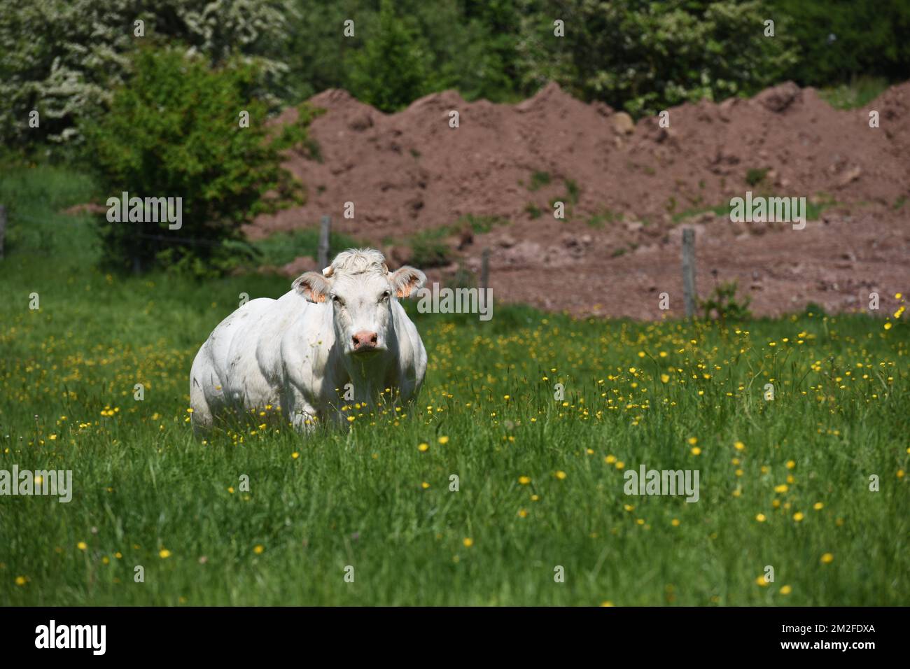 Cow | Vaches 05/05/2018 Stock Photo - Alamy