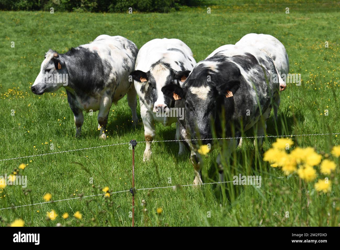 Cow | Vaches 05/05/2018 Stock Photo - Alamy
