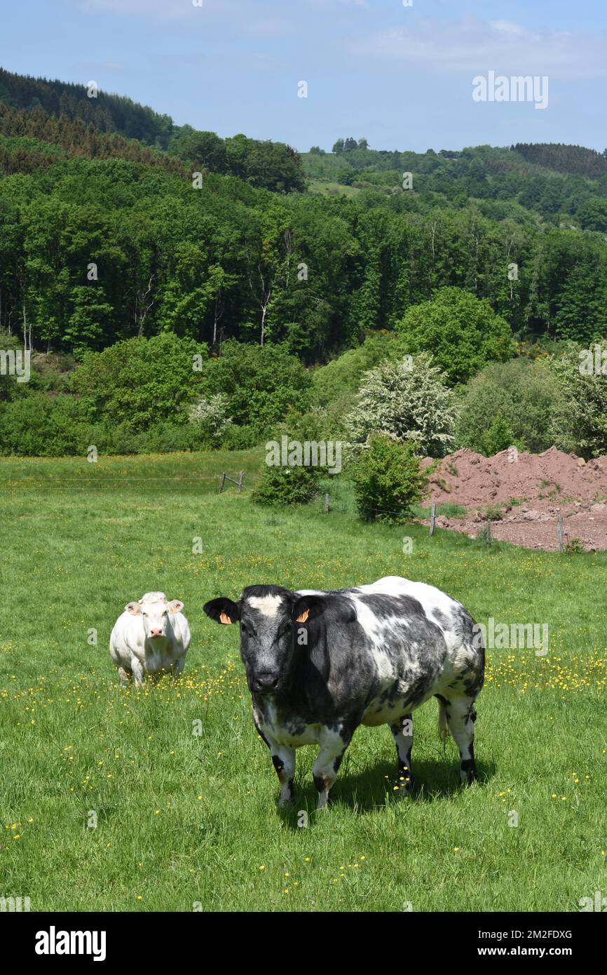 Cow | Vaches 05/05/2018 Stock Photo - Alamy
