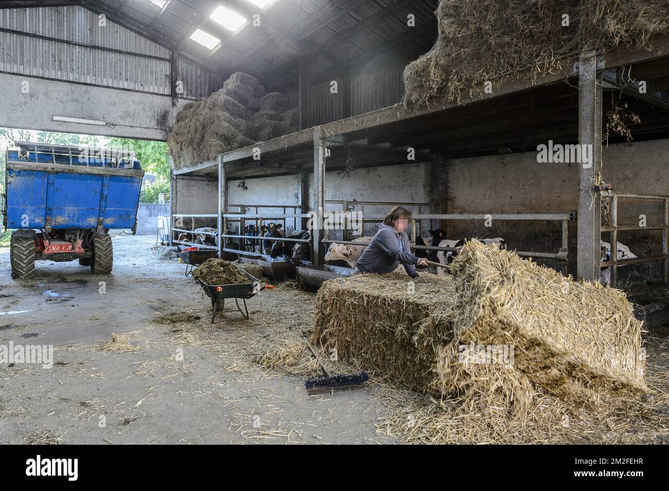 Cows eating their fodder at the feeder in the stable. The farmer and ...