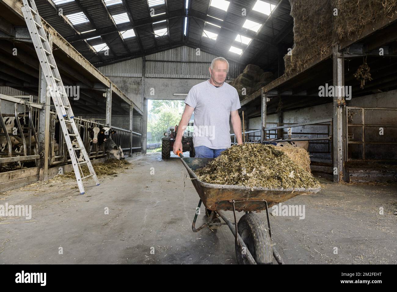Cows eating their fodder at the feeder in the stable. The farmer feeds ...